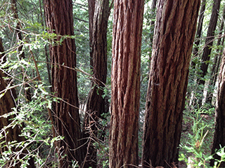Purisima Creek Redwoods Preserve | Midpeninsula Regional Open Space ...