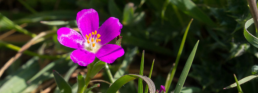 General Access Permit | Midpeninsula Regional Open Space District