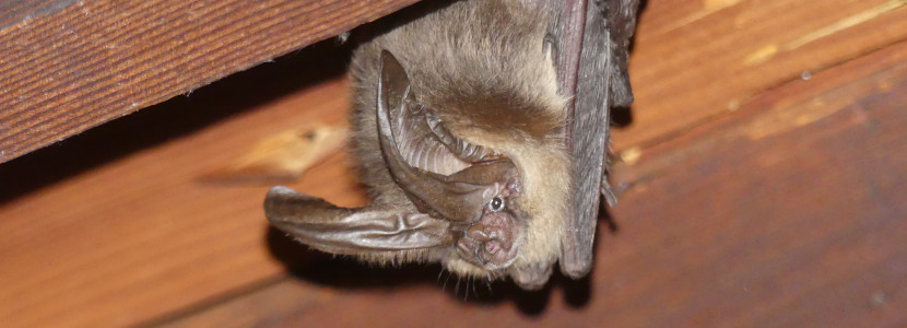 Bats | Midpeninsula Regional Open Space District