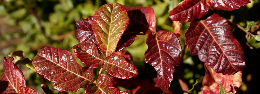 Poison Oak | Midpeninsula Regional Open Space District