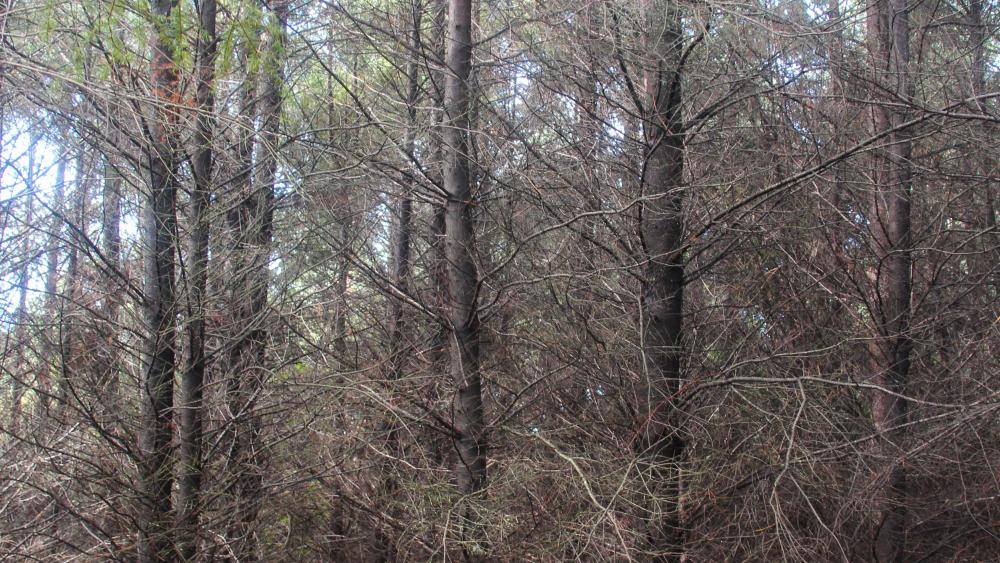 Returning a Former Christmas Tree Farm to its Roots | Midpeninsula ...