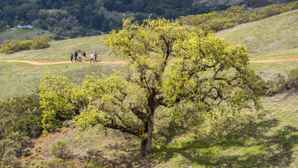 2024 Sudden Oak Death Blitz Surveys | Midpeninsula Regional Open Space ...