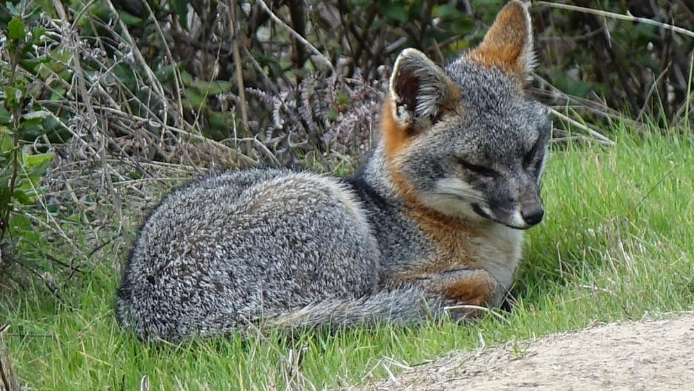 Gray Fox | Midpeninsula Regional Open Space District