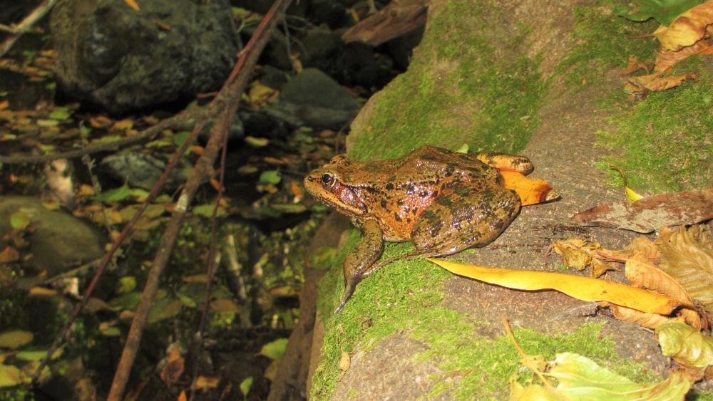 California Red-Legged Frog | Midpeninsula Regional Open Space District