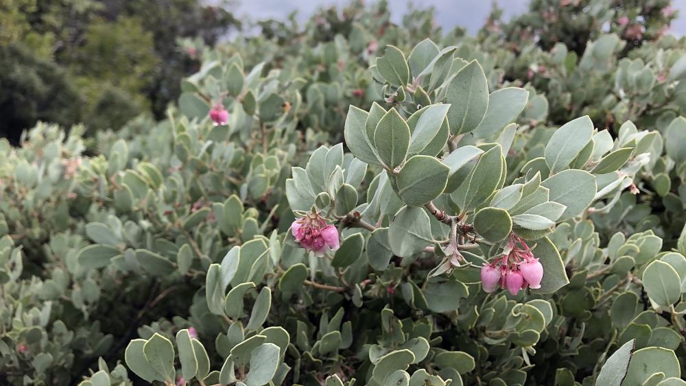 Manzanitas | Midpeninsula Regional Open Space District