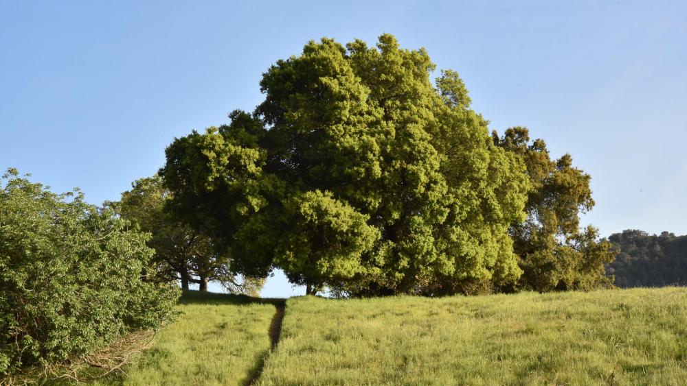 Common Oak Identification | Midpeninsula Regional Open Space District