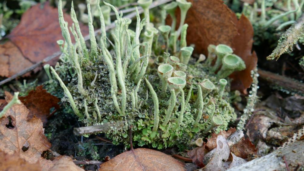 The Life of Lichen | Midpeninsula Regional Open Space District