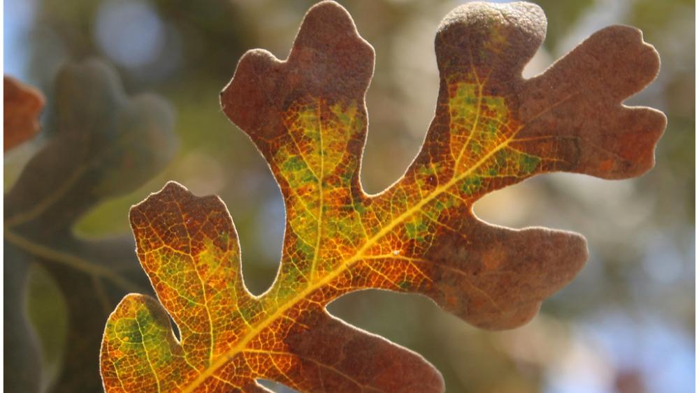 Common Oak Identification | Midpeninsula Regional Open Space District