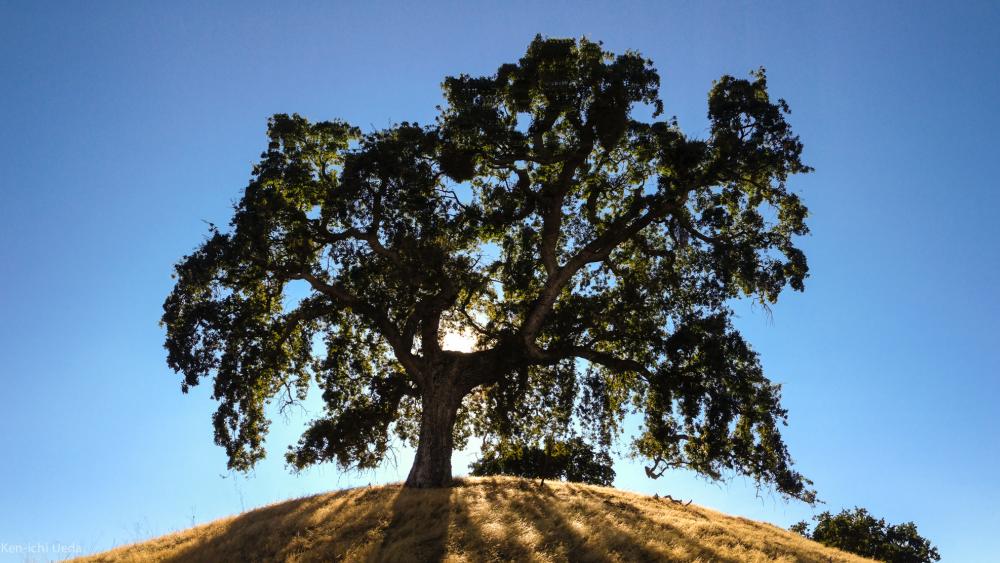 Common Oak Identification | Midpeninsula Regional Open Space District