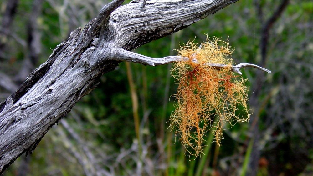 The Life of Lichen | Midpeninsula Regional Open Space District