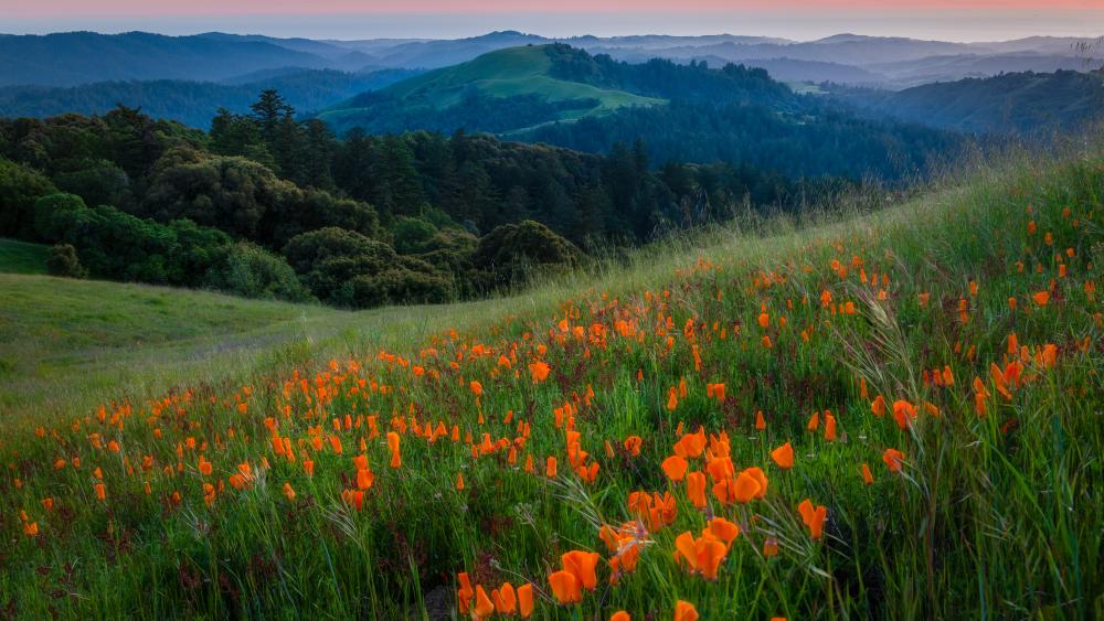 Midpen Preserve Guide | Midpeninsula Regional Open Space District