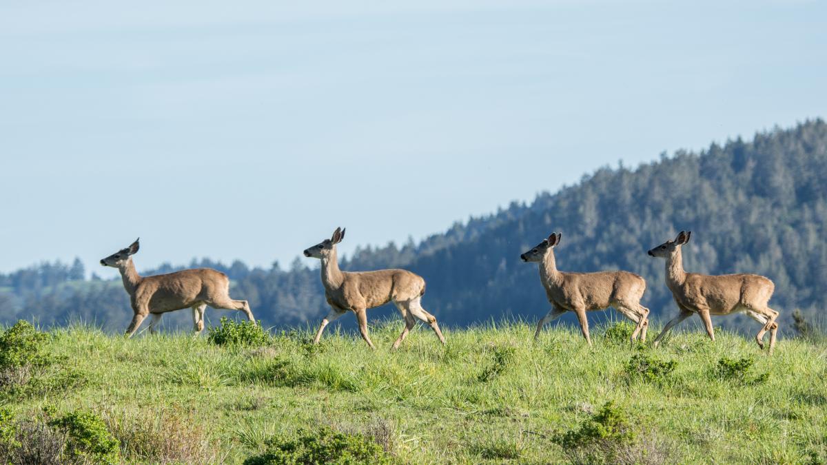 Midpen board approves FY24 Budget and Action Plan | Midpeninsula ...