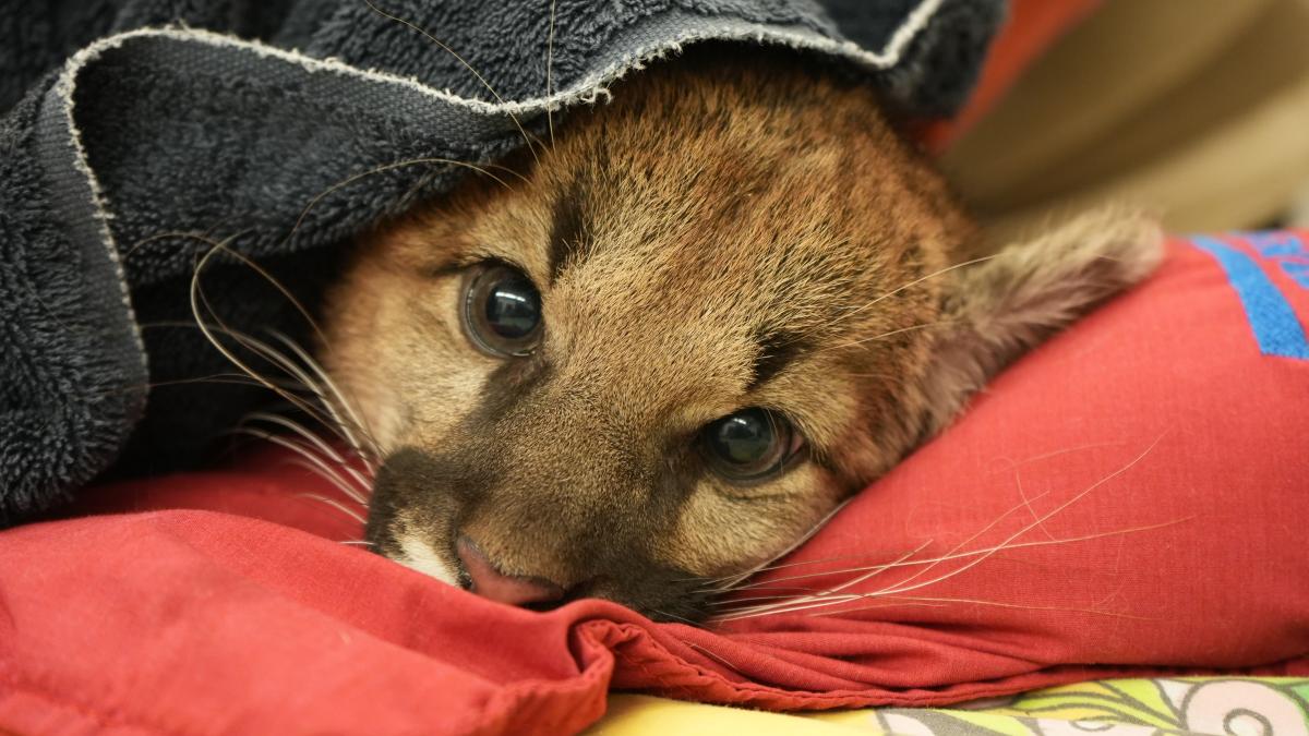 Mountain Lion Cub Rescue Underscores the Benefits of Protecting and ...