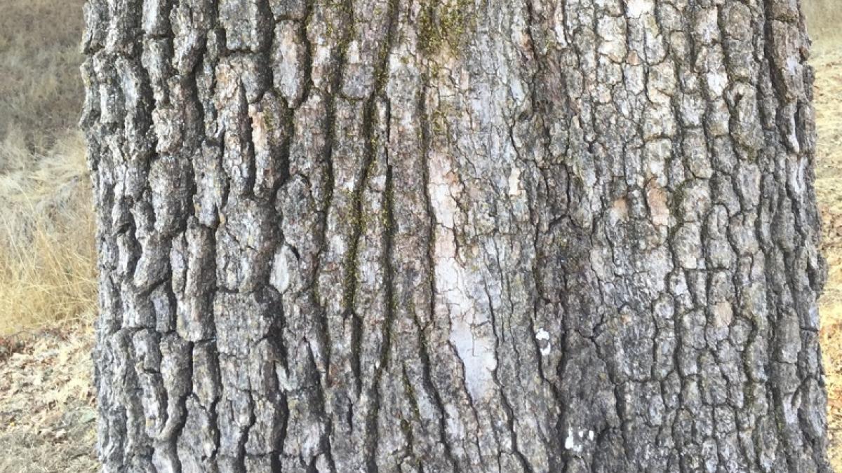 Common Oak Identification | Midpeninsula Regional Open Space District