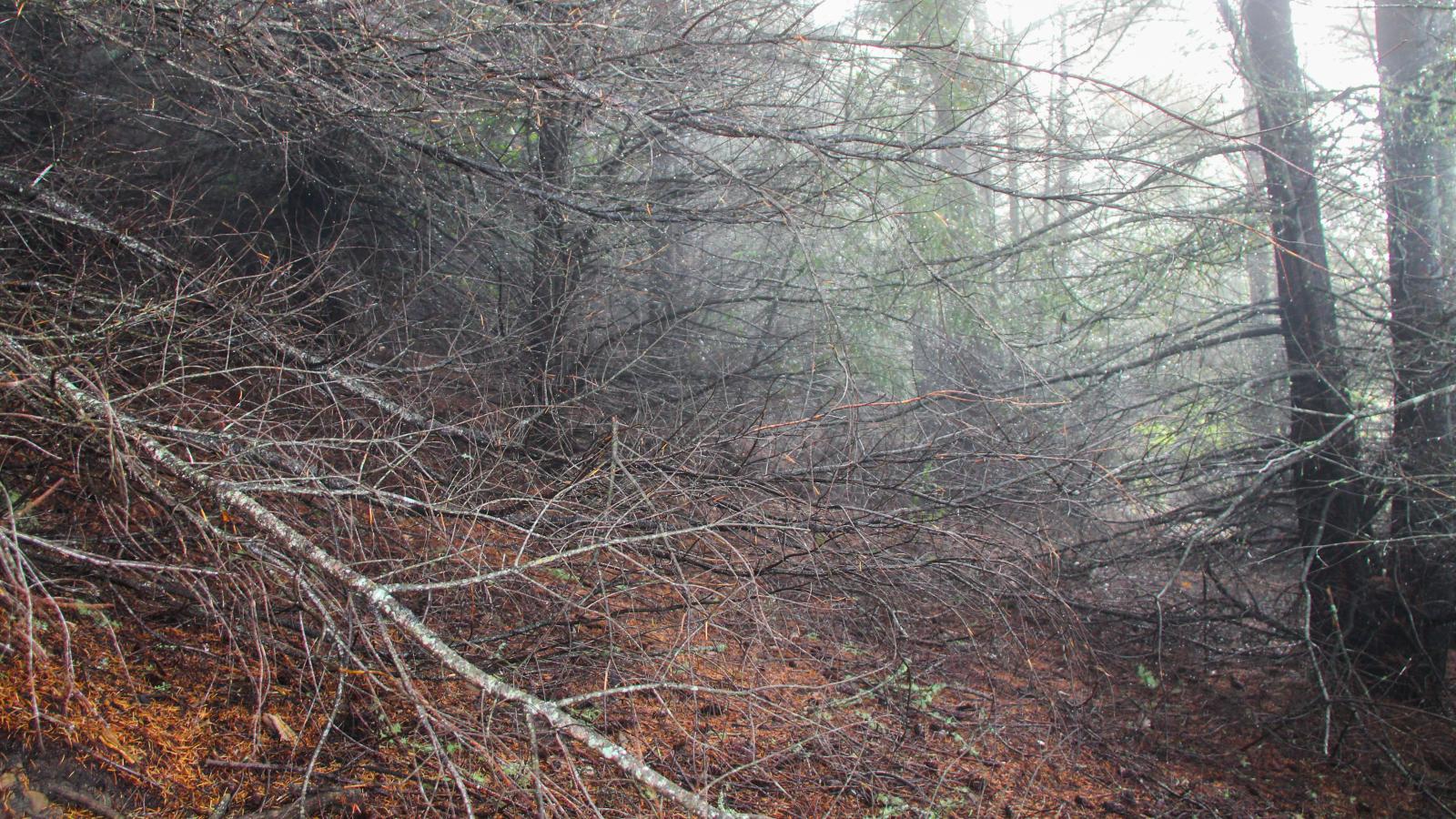 Returning a Former Christmas Tree Farm to its Roots | Midpeninsula ...