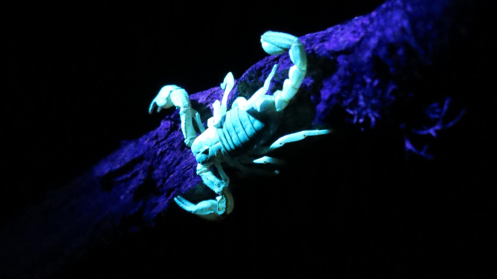 Nature's night lights: Learn about the glow-in-the-dark organisms of ...