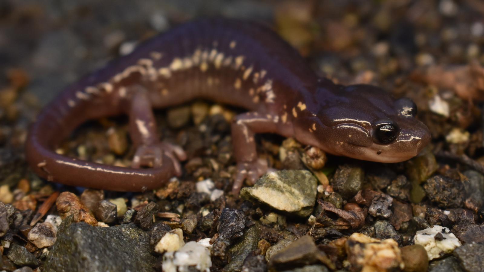 Salamanders | Midpeninsula Regional Open Space District