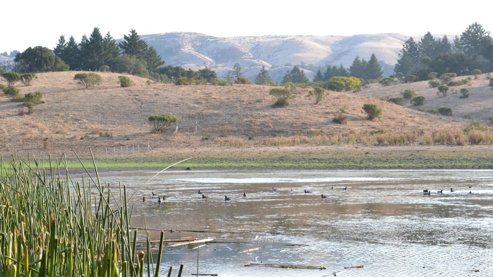Russian Ridge Preserve | Midpeninsula Regional Open Space District
