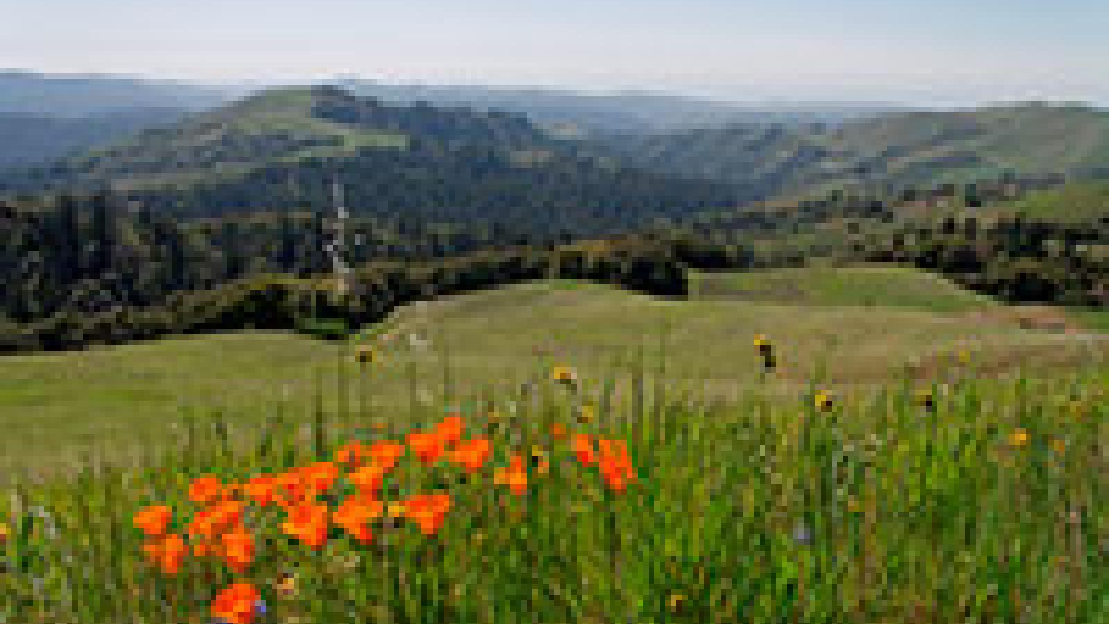 Russian Ridge Preserve | Midpeninsula Regional Open Space District