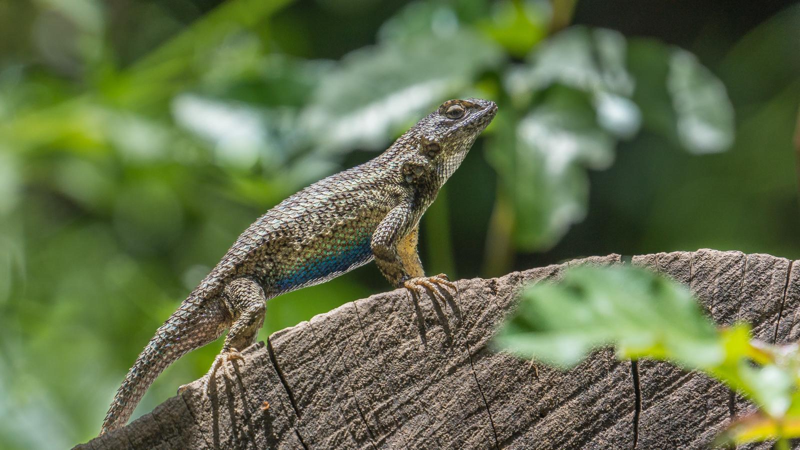 Western Fence Lizard | Midpeninsula Regional Open Space District