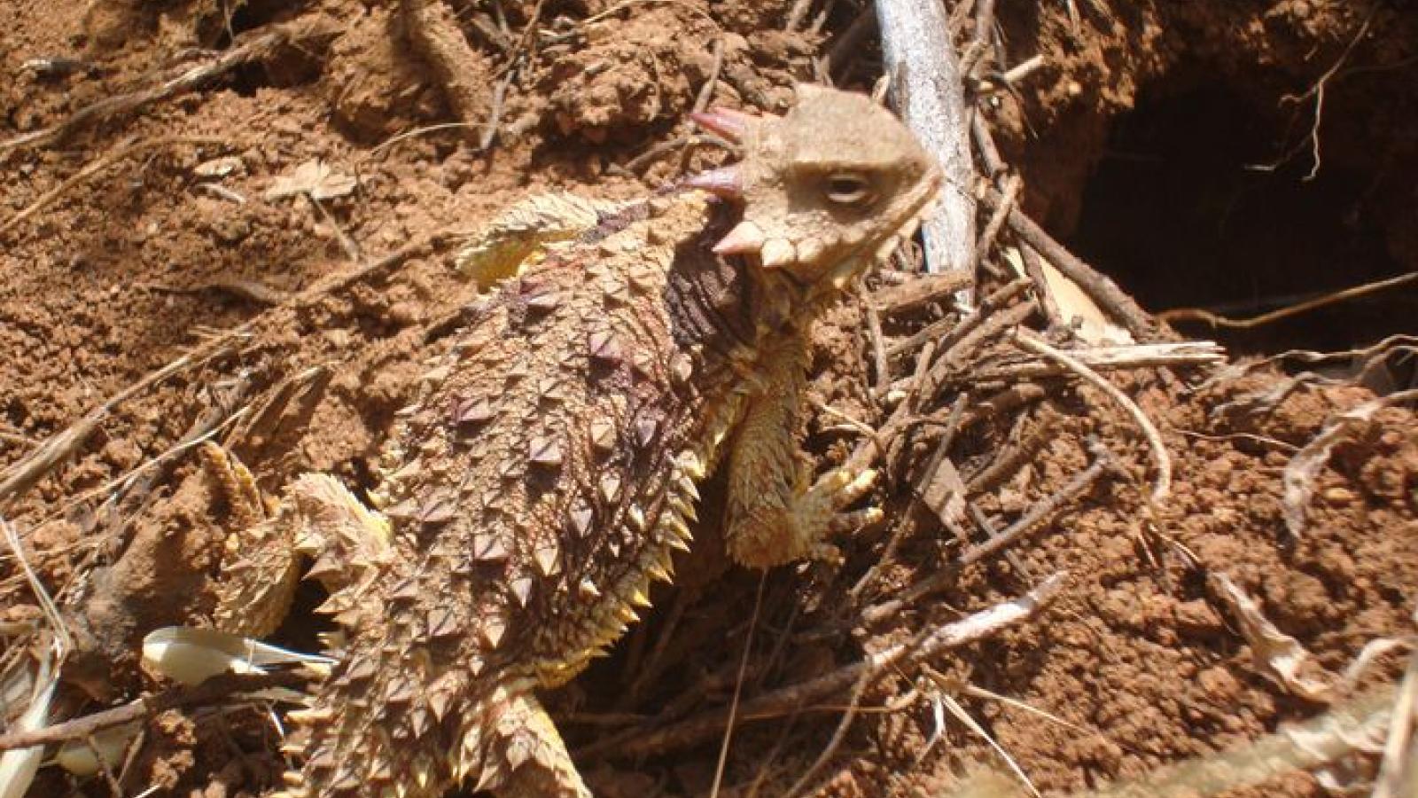 Blainville's Horned Lizard | Midpeninsula Regional Open Space District