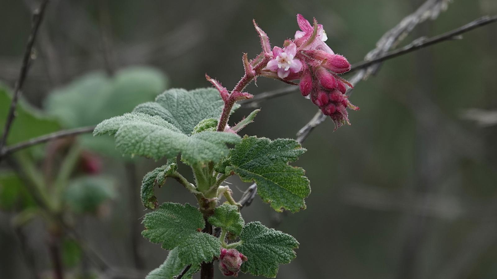 Winter Bloomers and Where to Find Them | Midpeninsula Regional Open ...