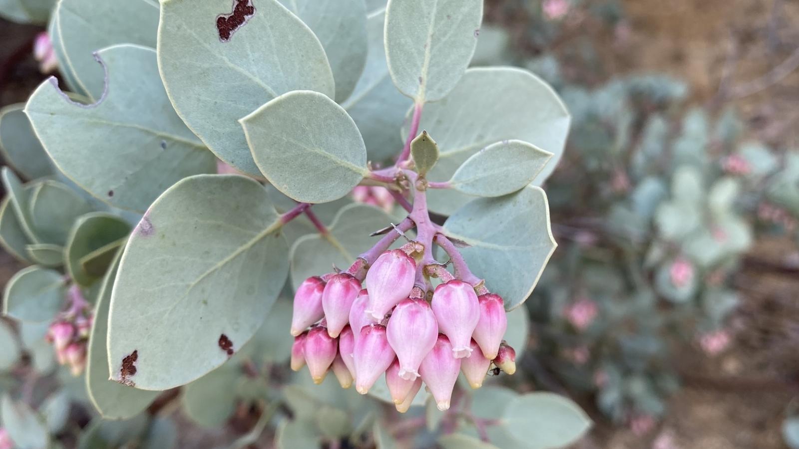 Winter Bloomers and Where to Find Them | Midpeninsula Regional Open ...