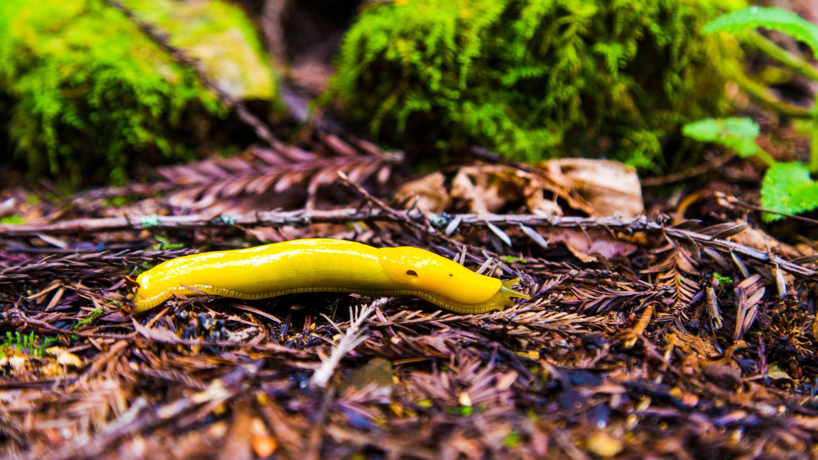 Banana Slugs | Midpeninsula Regional Open Space District