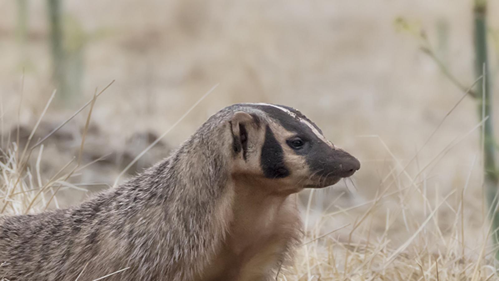 American Badger | Midpeninsula Regional Open Space District