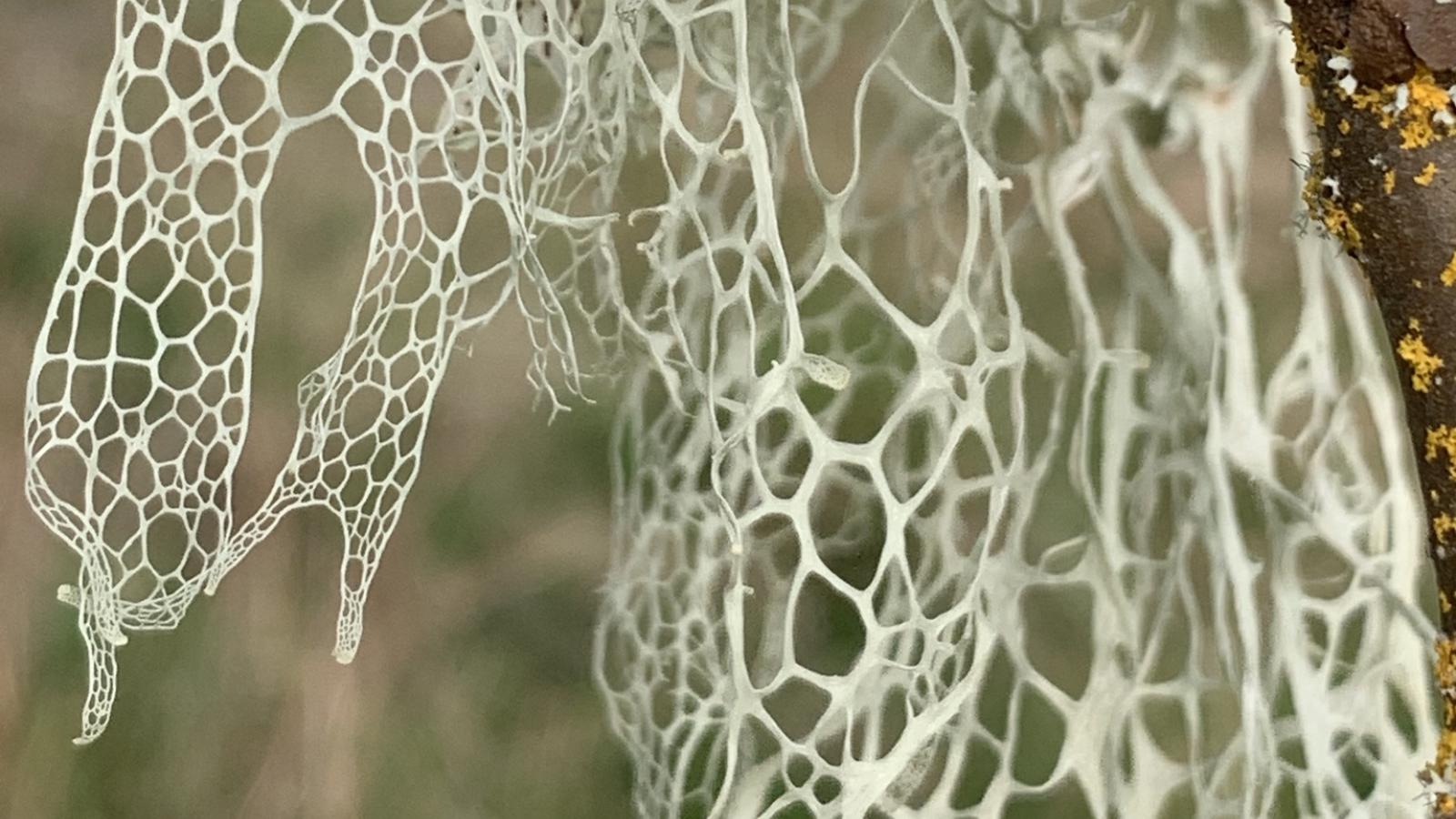 The Life of Lichen | Midpeninsula Regional Open Space District