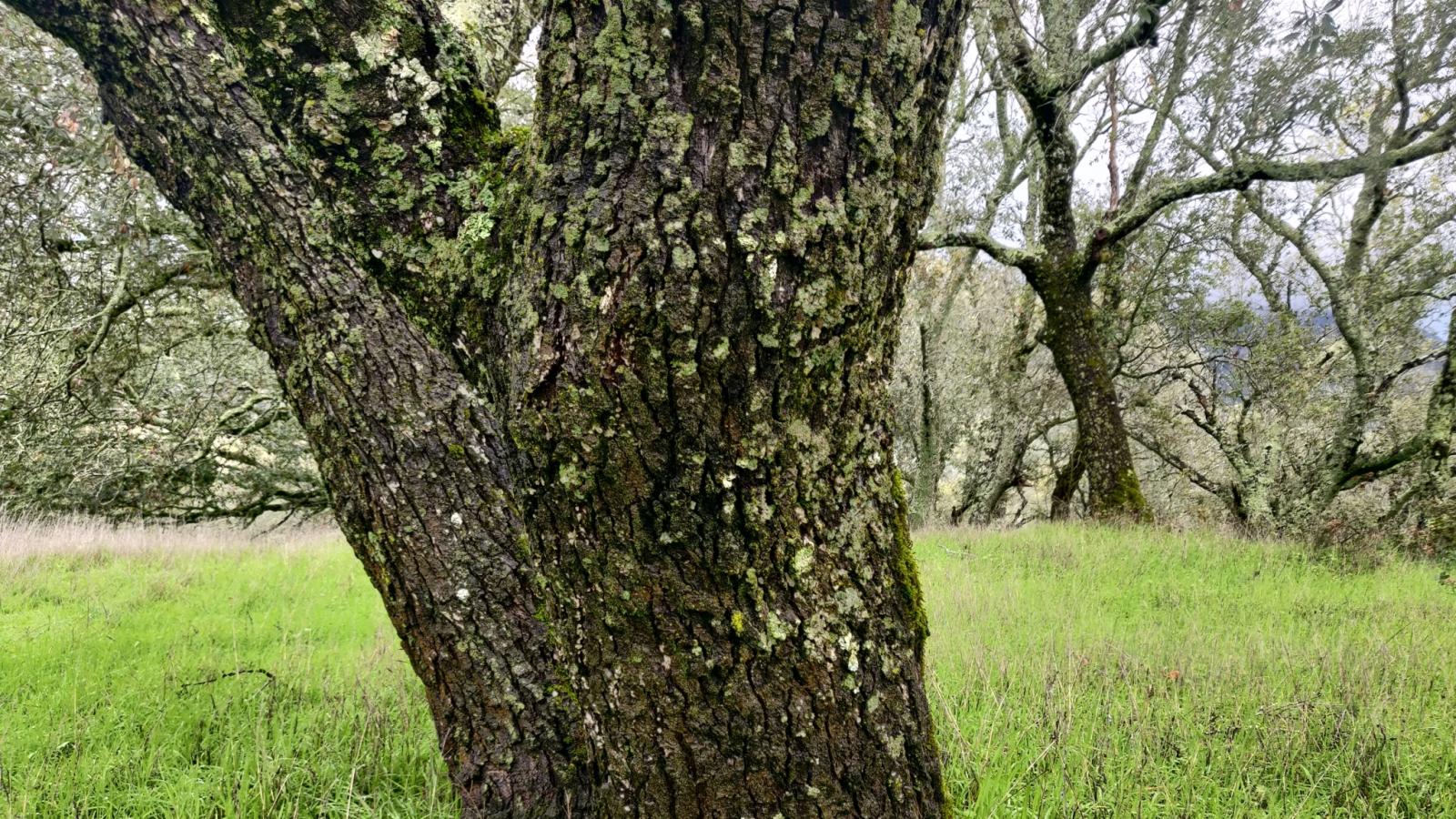 Common Oak Identification | Midpeninsula Regional Open Space District
