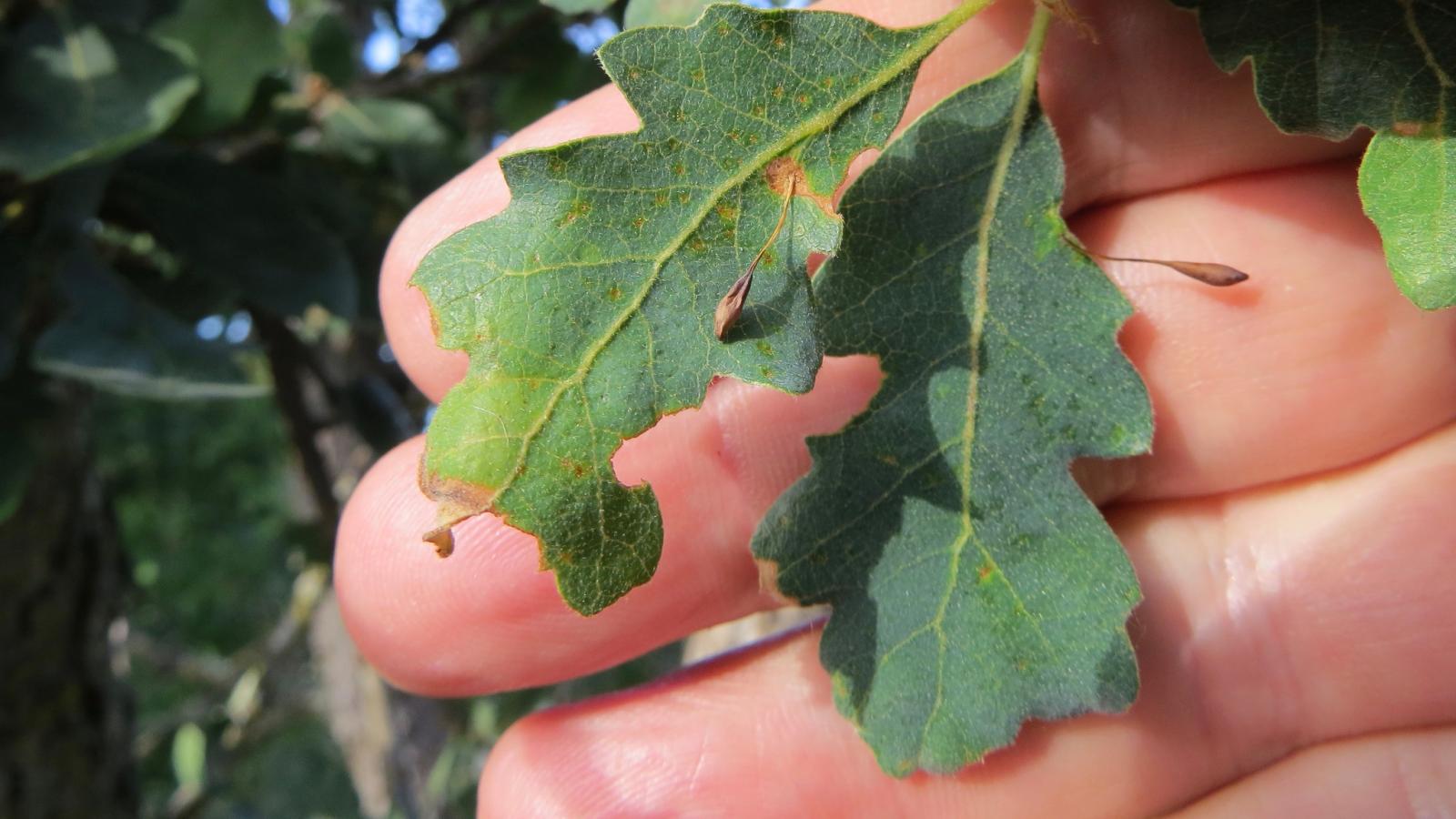Common Oak Identification | Midpeninsula Regional Open Space District