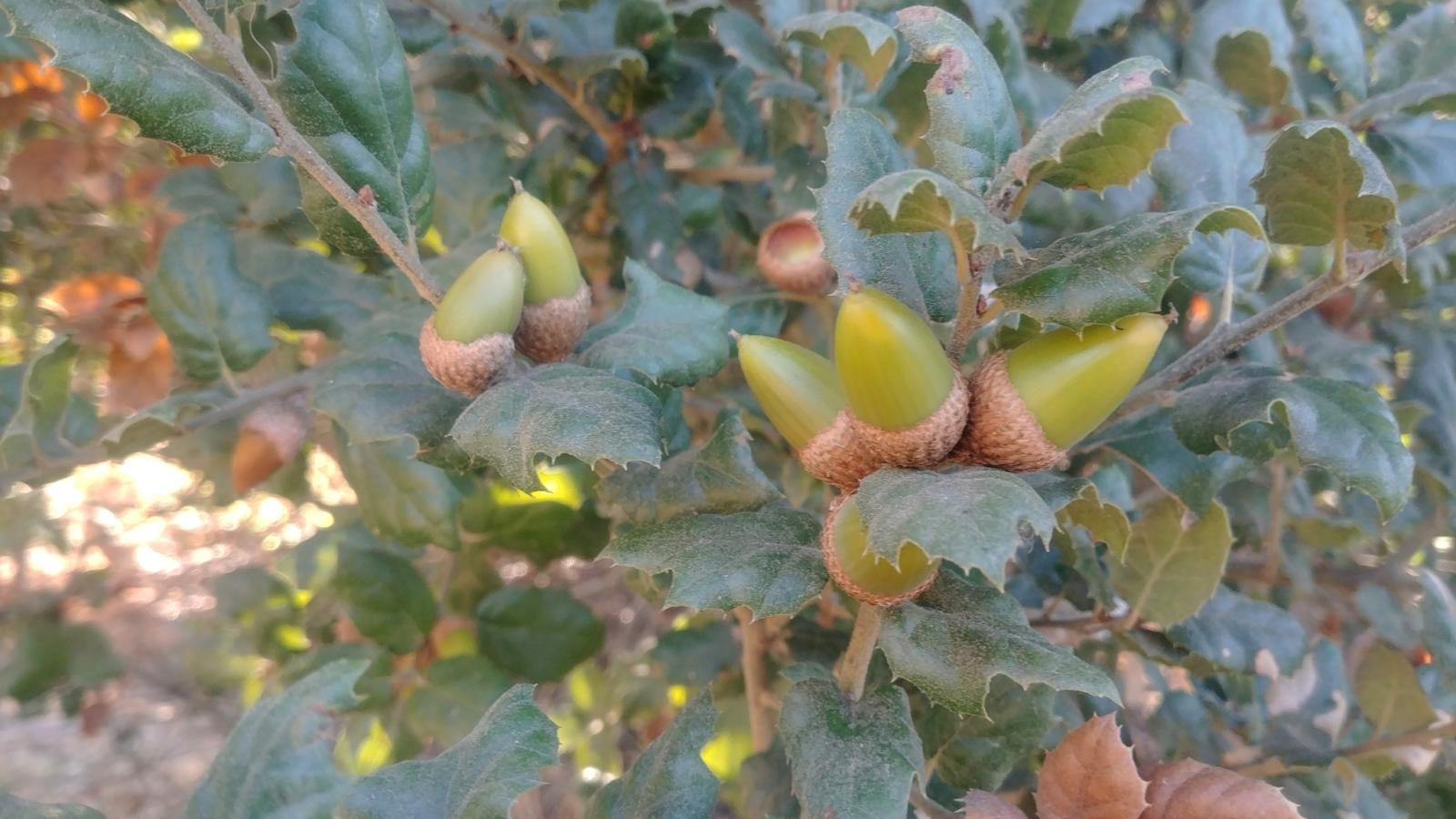 Common Oak Identification | Midpeninsula Regional Open Space District