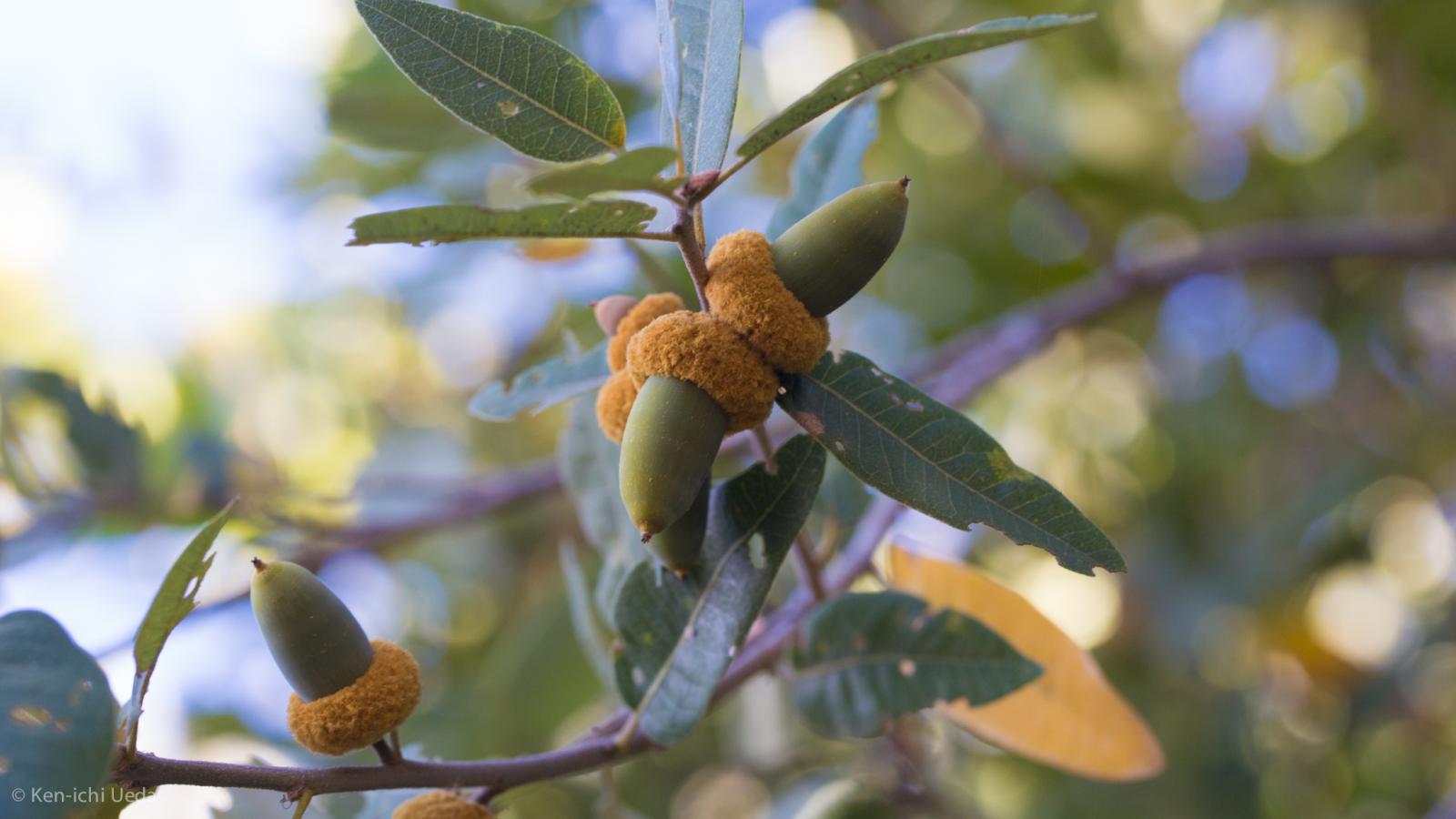 Common Oak Identification | Midpeninsula Regional Open Space District