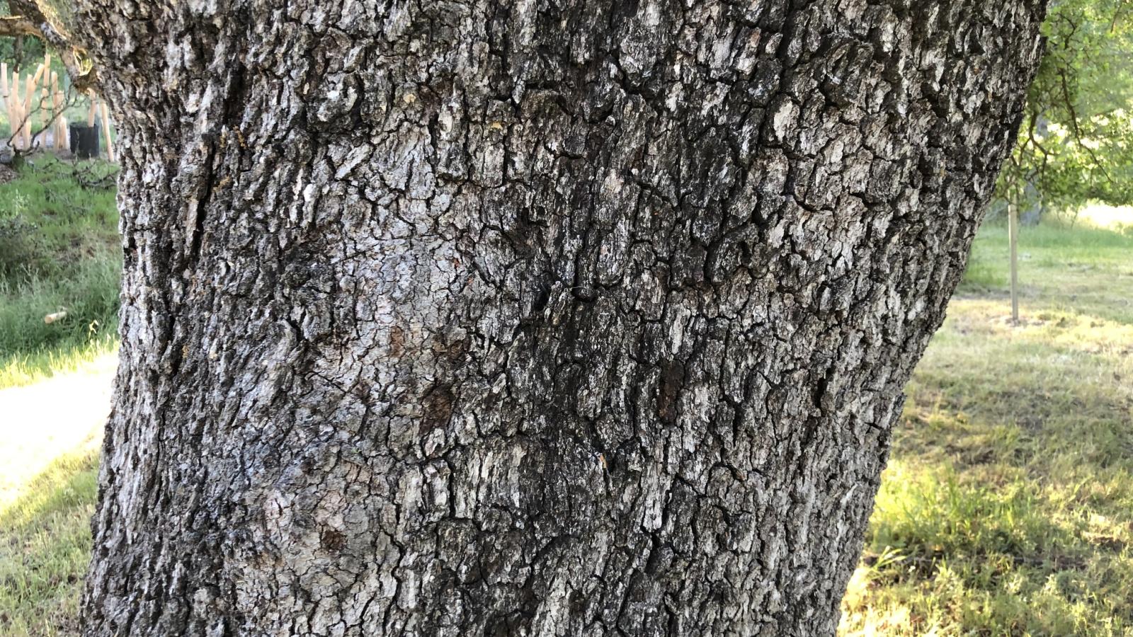 Common Oak Identification | Midpeninsula Regional Open Space District