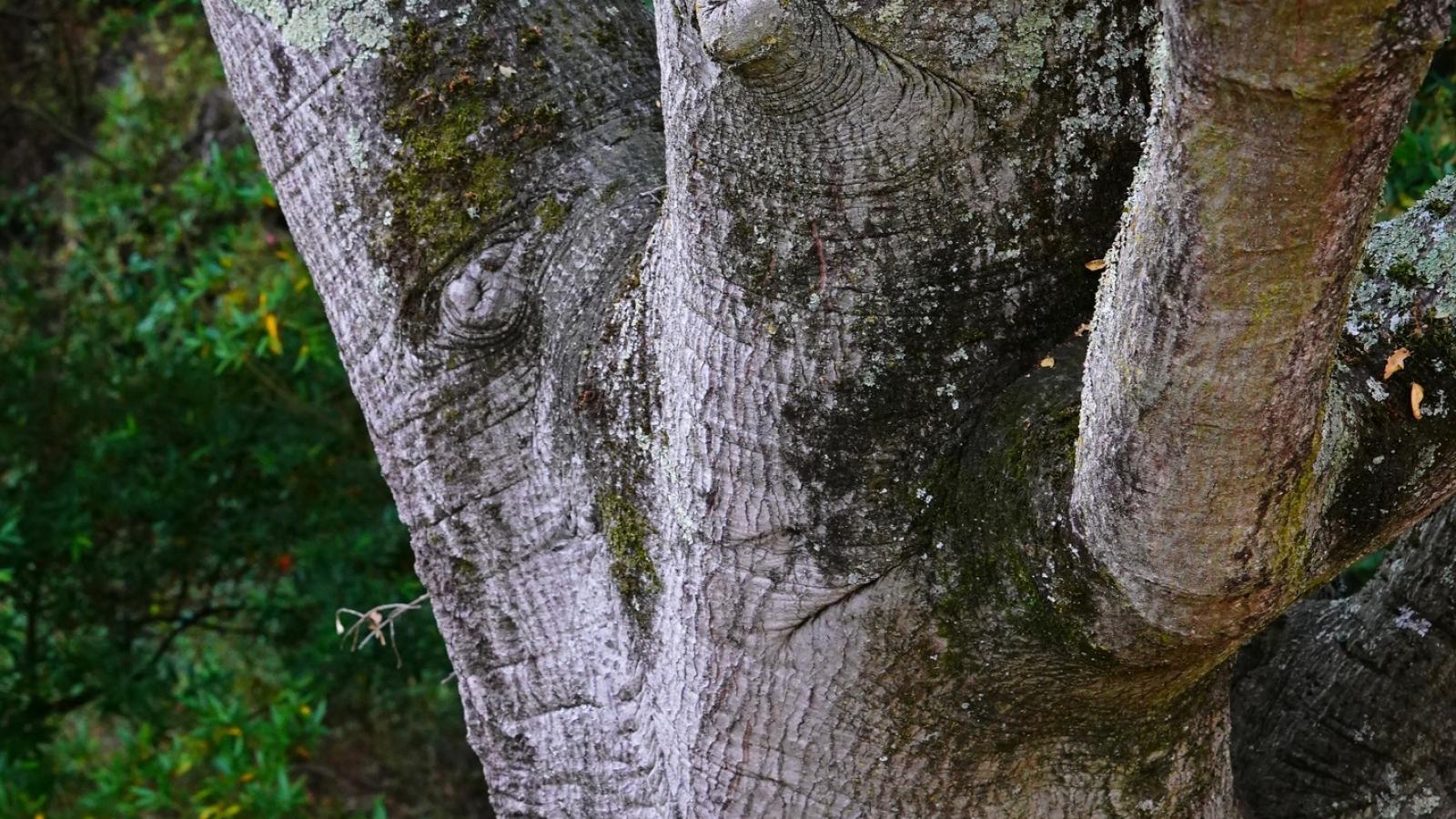 Common Oak Identification | Midpeninsula Regional Open Space District