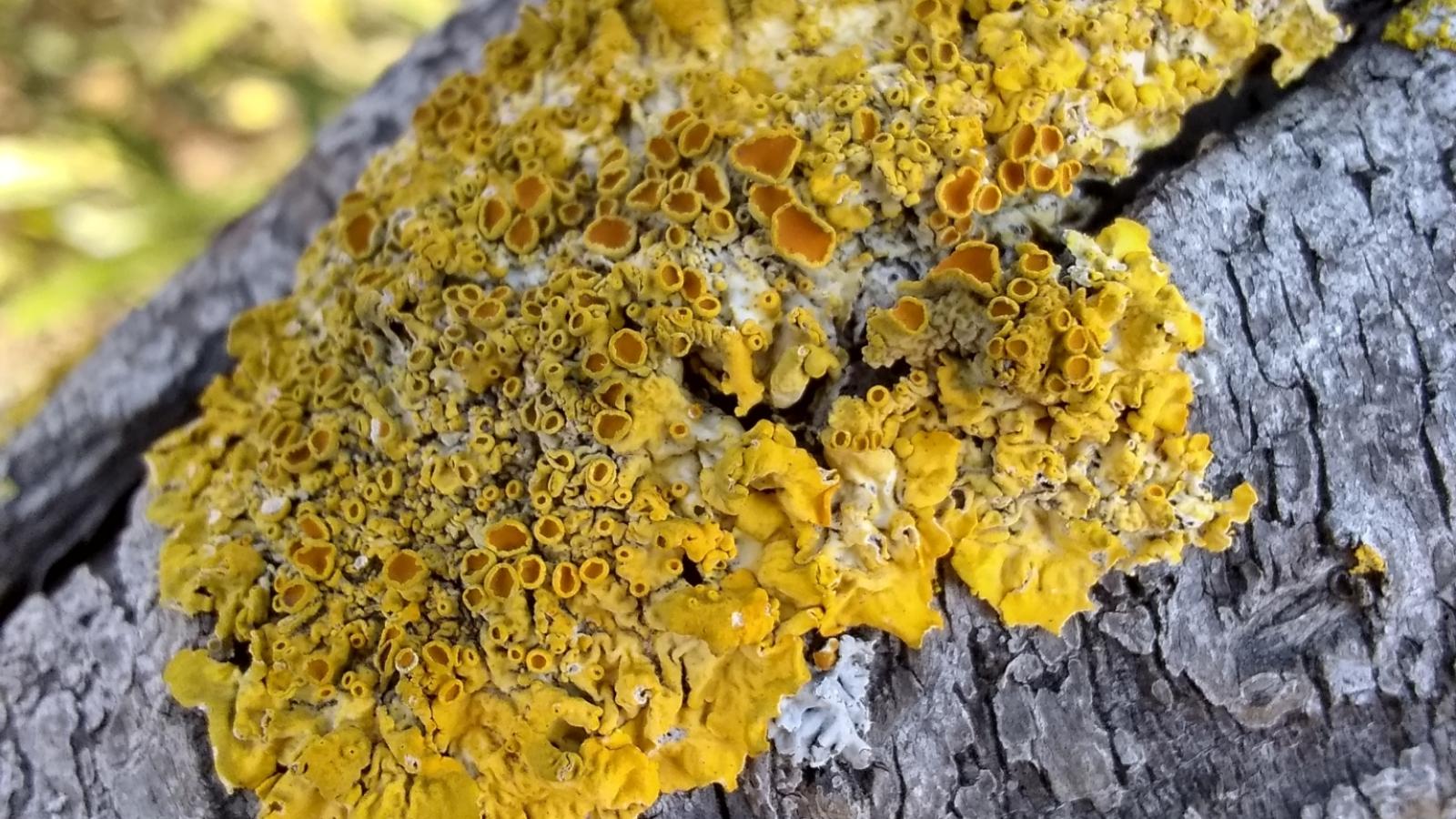The Life of Lichen | Midpeninsula Regional Open Space District