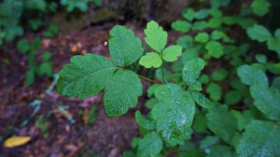 Poison Oak | Midpeninsula Regional Open Space District