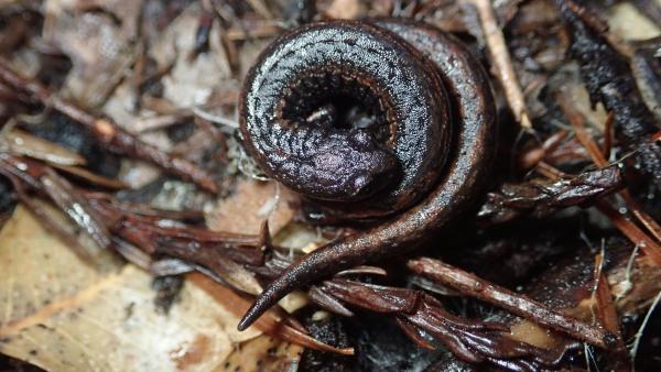 Salamanders | Midpeninsula Regional Open Space District