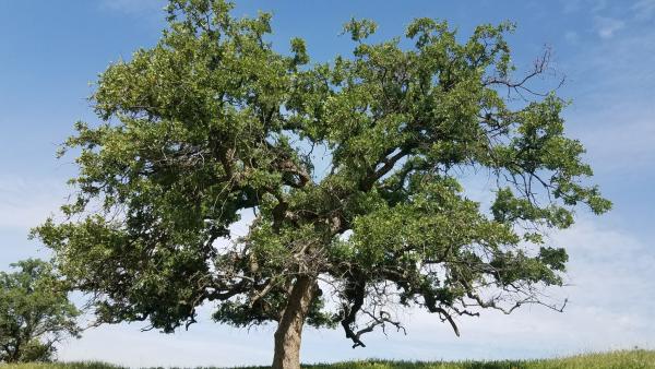 Common Oak Identification | Midpeninsula Regional Open Space District