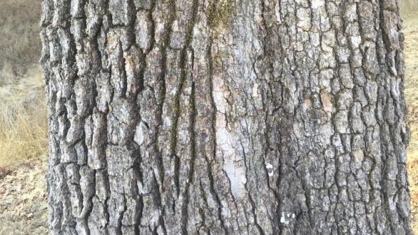 Common Oak Identification | Midpeninsula Regional Open Space District