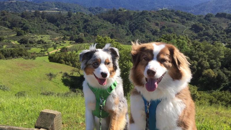 Dogs | Midpeninsula Regional Open Space District