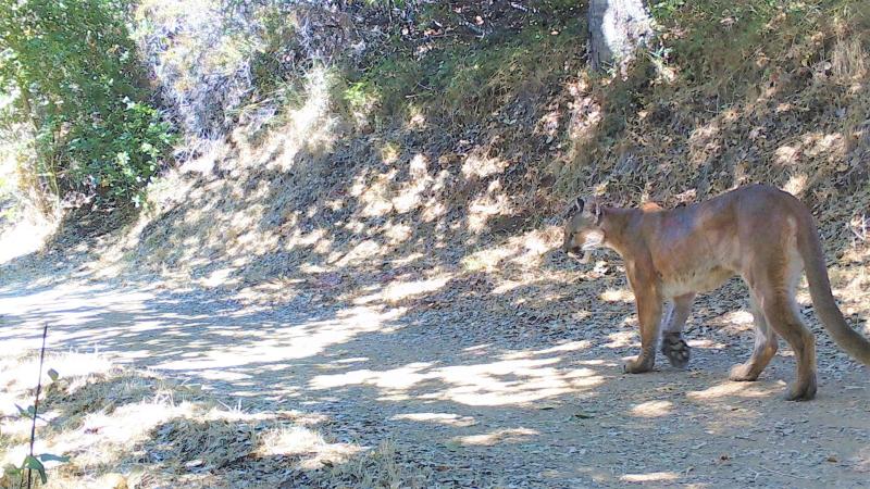 Rancho San Antonio Preserve | Midpeninsula Regional Open Space District