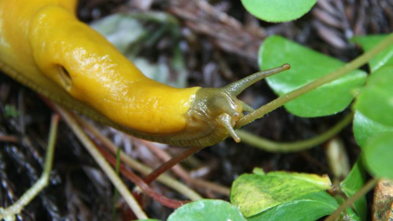 Banana Slugs | Midpeninsula Regional Open Space District