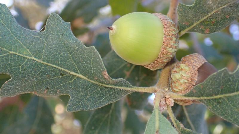 Common Oak Identification | Midpeninsula Regional Open Space District