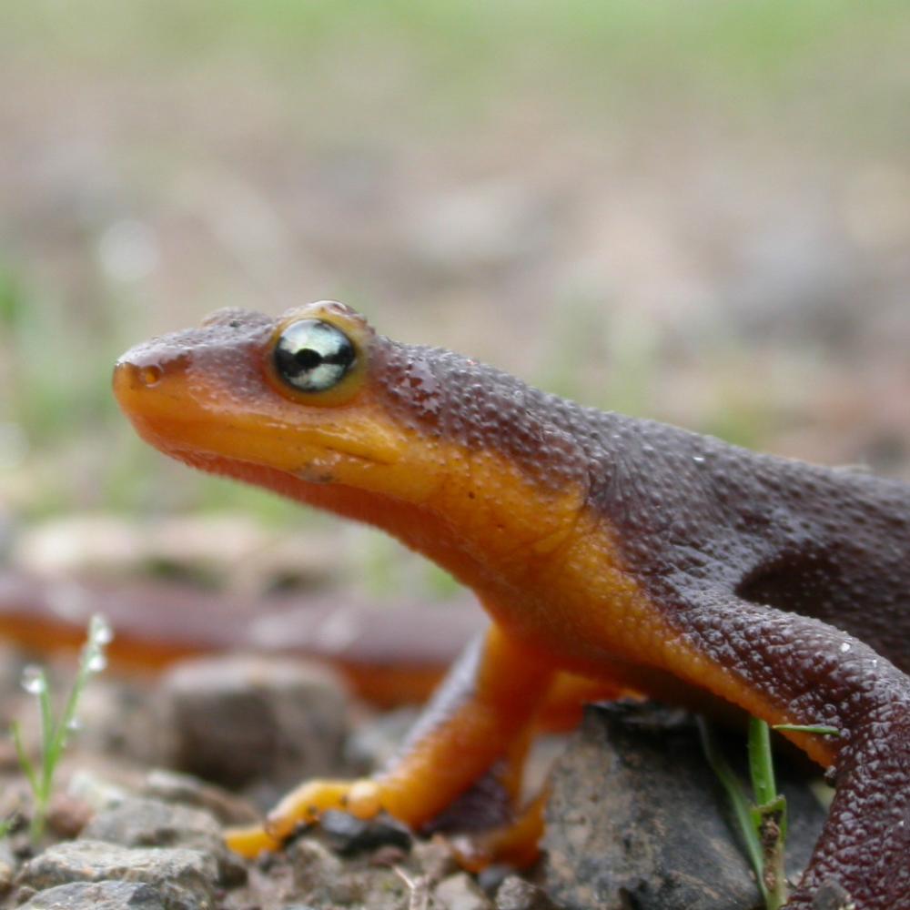 Newts | Midpeninsula Regional Open Space District