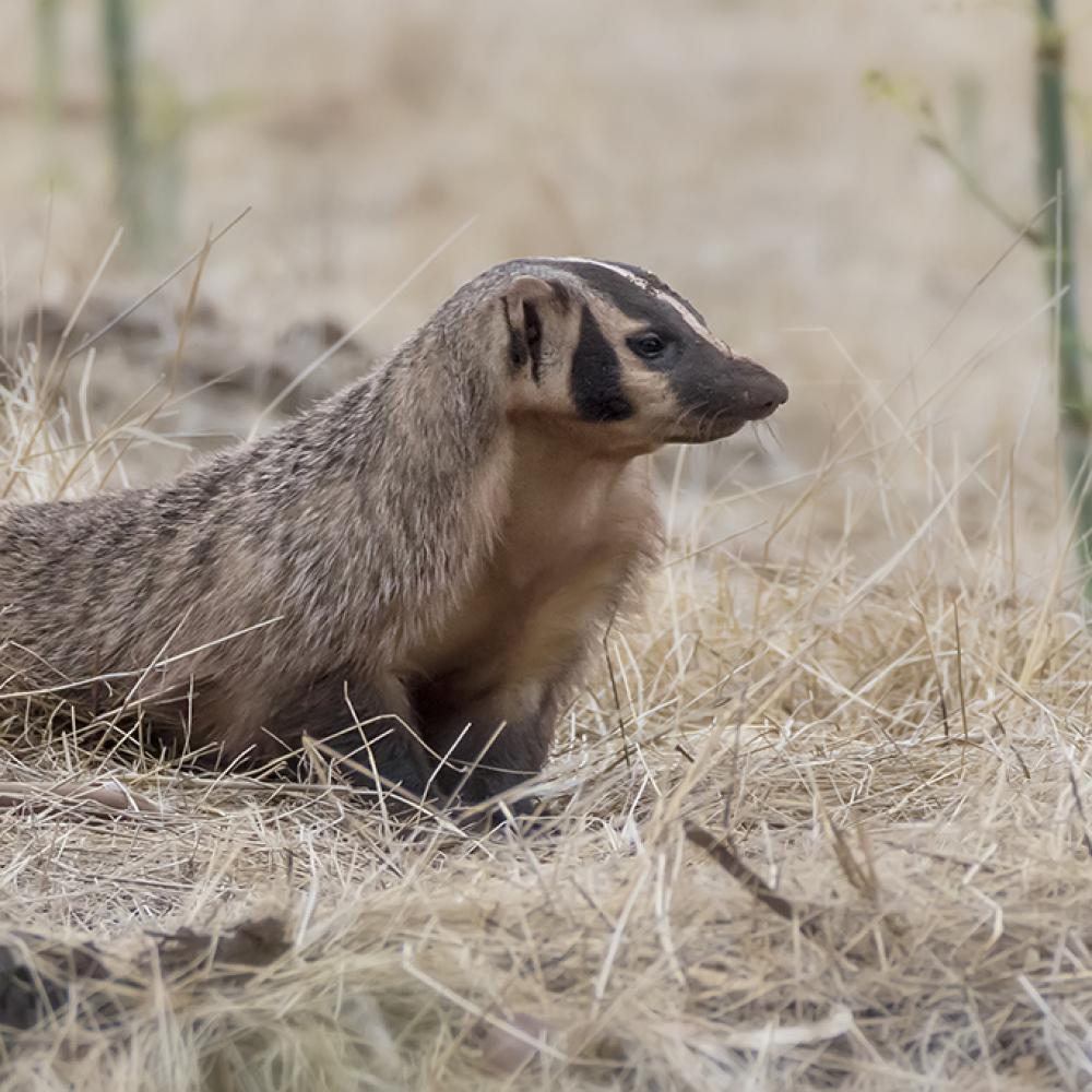 Badger and Burrowing Owl Habitat Study | Midpeninsula Regional Open ...
