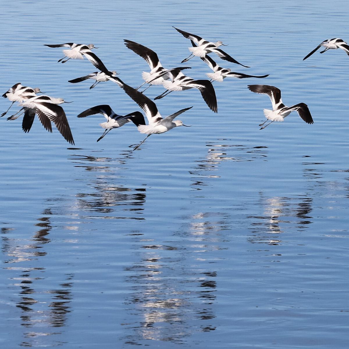Listen! The Migratory Songbirds are Arriving | Midpeninsula Regional ...
