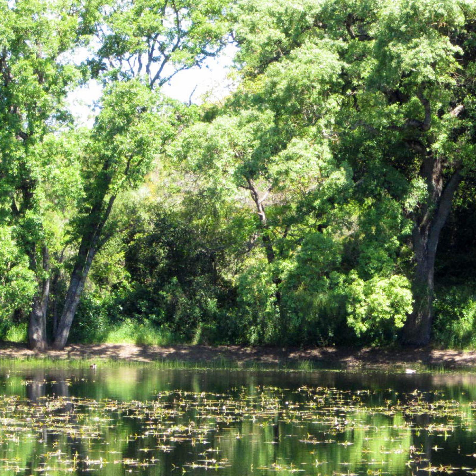 Picchetti Ranch Preserve | Midpeninsula Regional Open Space District