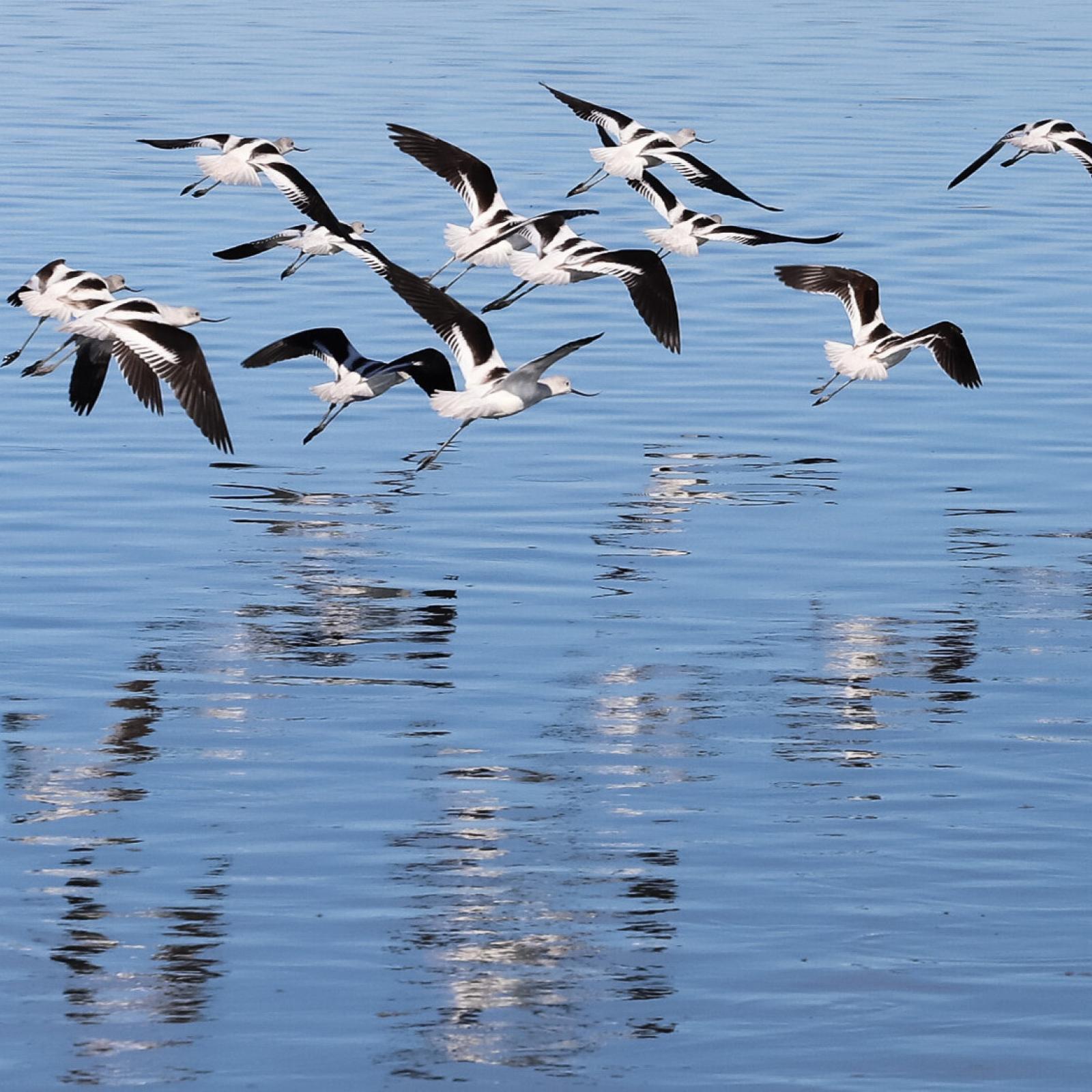 Listen! The Migratory Songbirds are Arriving | Midpeninsula Regional ...